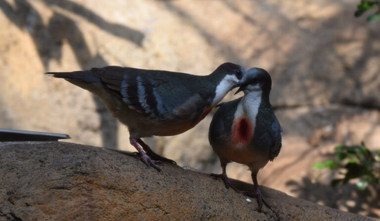 The Luzon Bleeding-Heart Dove - A Comprehensive Guide