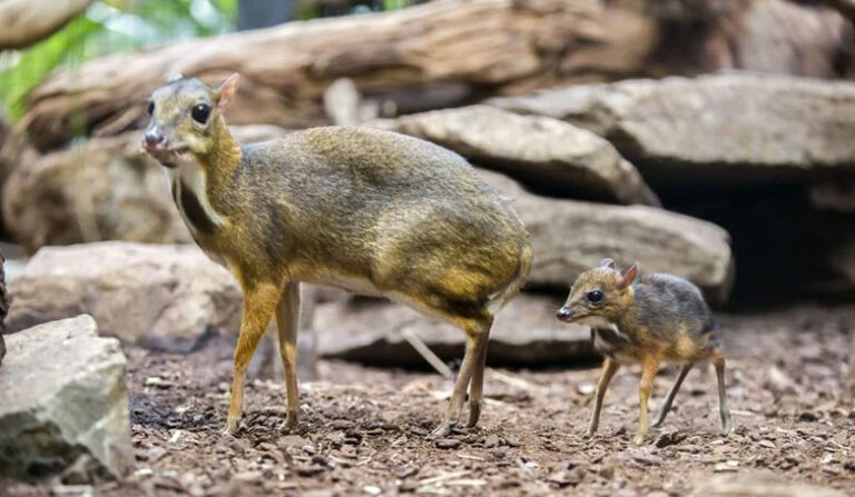 The Enchanting Philippine Mouse-Deer - A Fascinating Journey