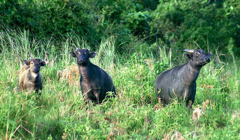 The Endangered Philippine Tamaraw - A Comprehensive Guide to Its ...