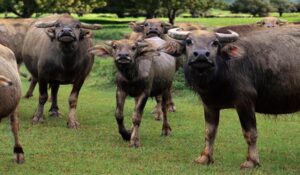 The Endangered Philippine Tamaraw - A Comprehensive Guide to Its ...
