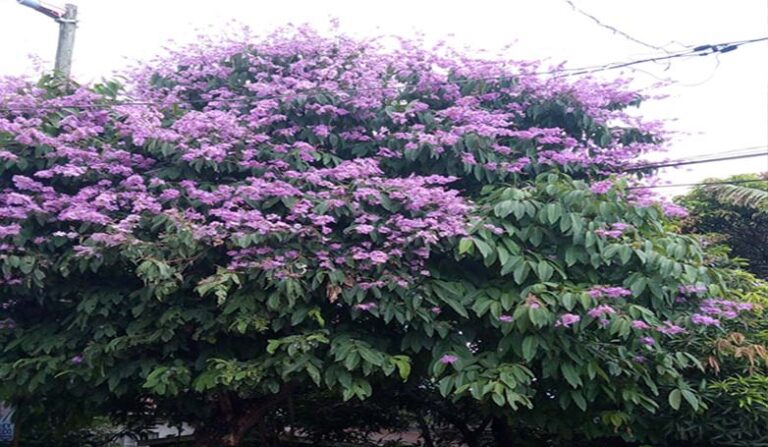 The Beauty and Benefits of Banaba Trees in the Philippines