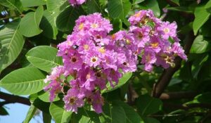 The Beauty and Benefits of Banaba Trees in the Philippines