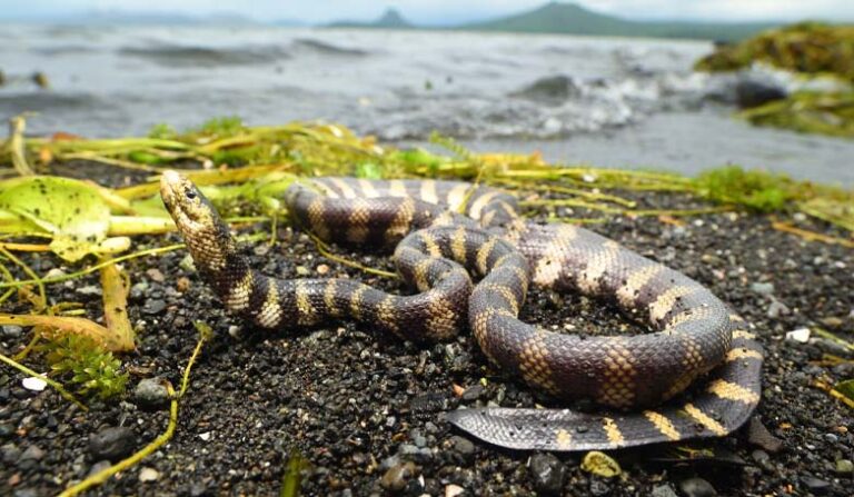The Mysterious Lake Taal Snake - Hanapph Online