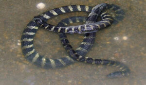 The Mysterious Lake Taal Snake - Hanapph Online