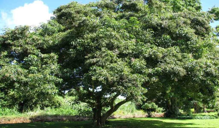 The Mighty Molave Tree - Hanapph Online