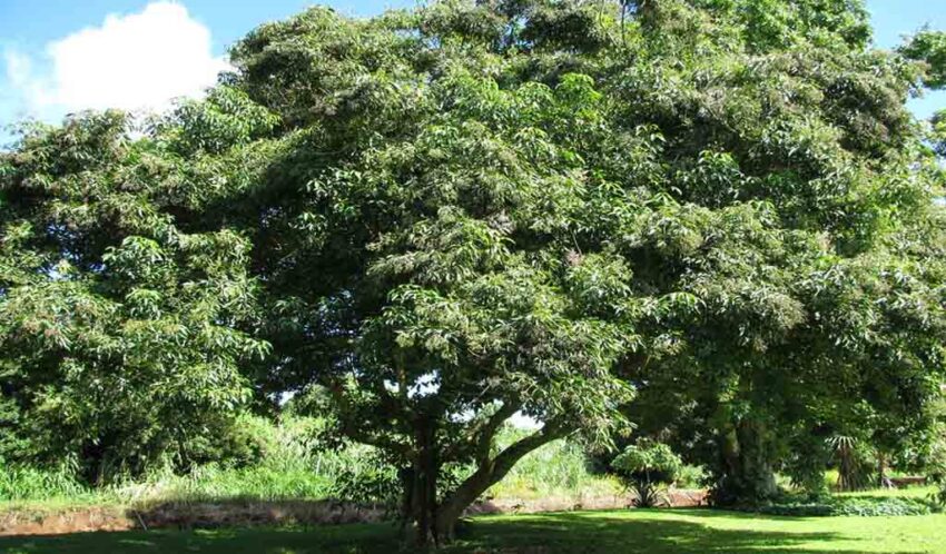 The Mighty Molave Tree - Hanapph Online