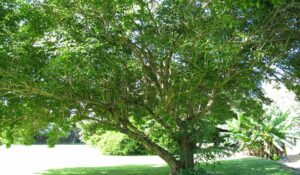 The Mighty Molave Tree - Hanapph Online