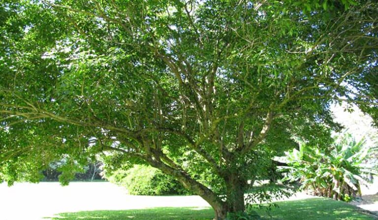 The Mighty Molave Tree - Hanapph Online