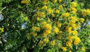 The Majestic Narra - The Philippines' National Treasure