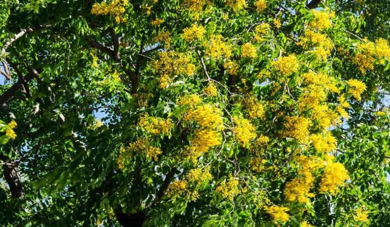 The Majestic Narra - The Philippines' National Treasure