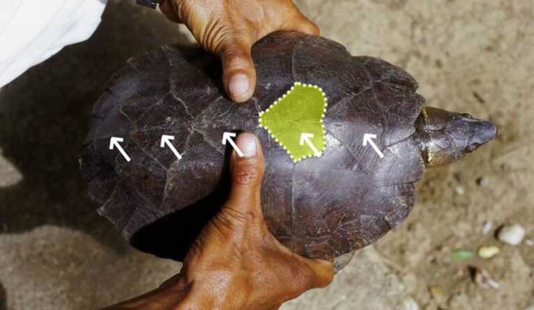 The Philippine Forest Turtle - Hanapph Online