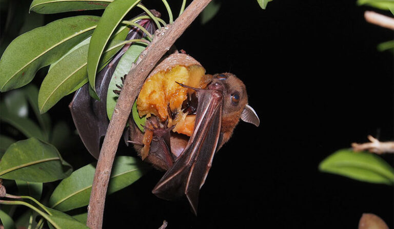 The Philippine Tube-Nosed Fruit Bat - Hanapph Online