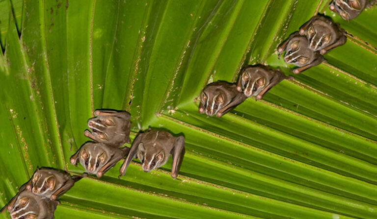 The Philippine Tube-Nosed Fruit Bat - Hanapph Online