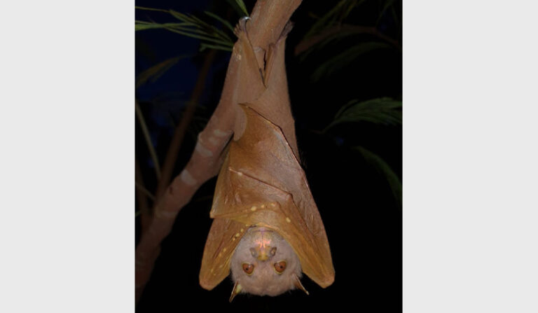 The Philippine Tube-Nosed Fruit Bat - Hanapph Online