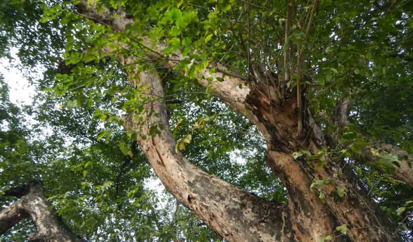 The Majestic Narra - The Philippines' National Treasure