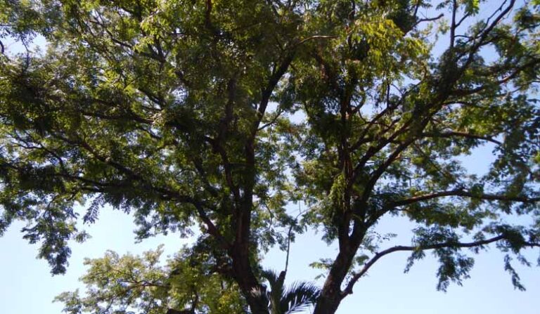 The Majestic Narra - The Philippines' National Treasure