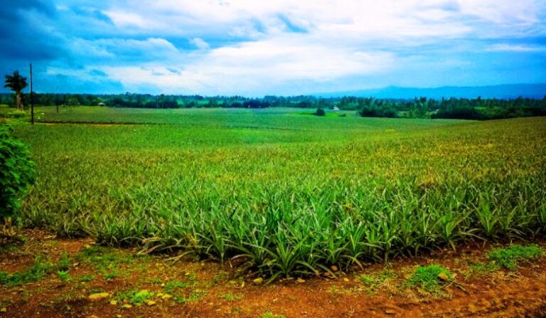 Explore Ormoc Philippines: A Guide to Discovering This Hidden Gem of Leyte